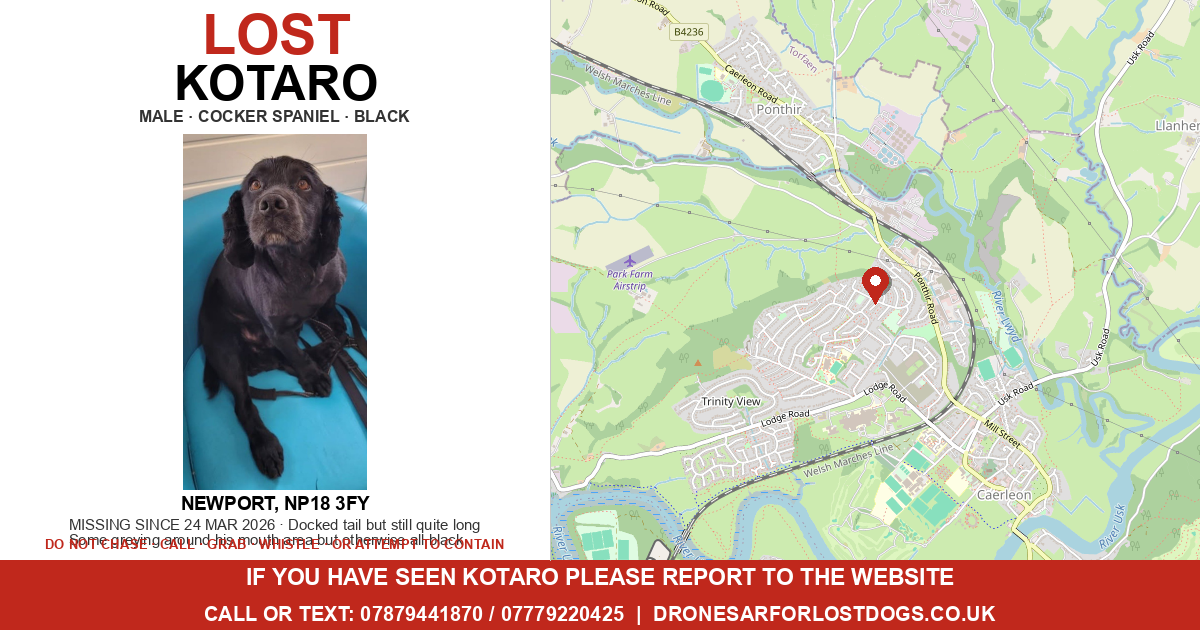 Lost: Kotaro — Cocker Spaniel | Drone SAR for Lost Dogs UK