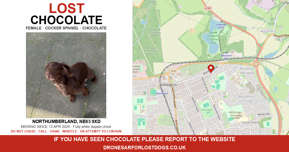 Lost: Chocolate — Cocker Spaniel | Drone SAR for Lost Dogs UK