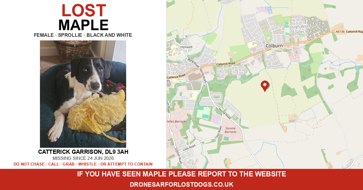 Lost: Maple — Sprollie | Drone SAR for Lost Dogs UK