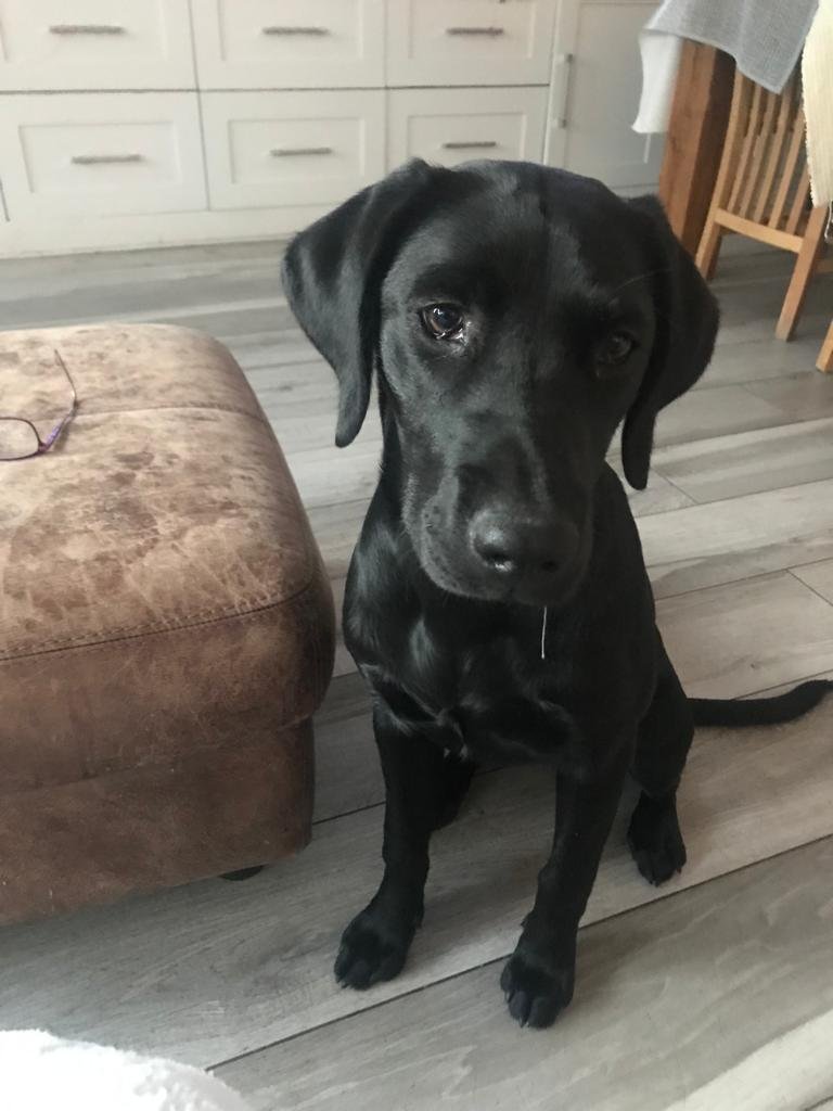 Lost: Astra — Black labrador | Drone SAR for Lost Dogs UK