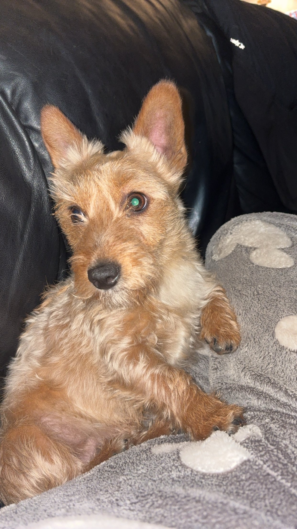 Rainbow Bridge: odie — Yorkshire Terrier/ jack russell | Drone SAR for ...