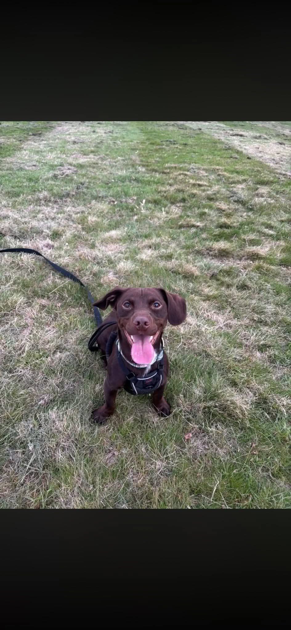 Lost: Chico — Mixed Breed | Drone SAR for Lost Dogs UK