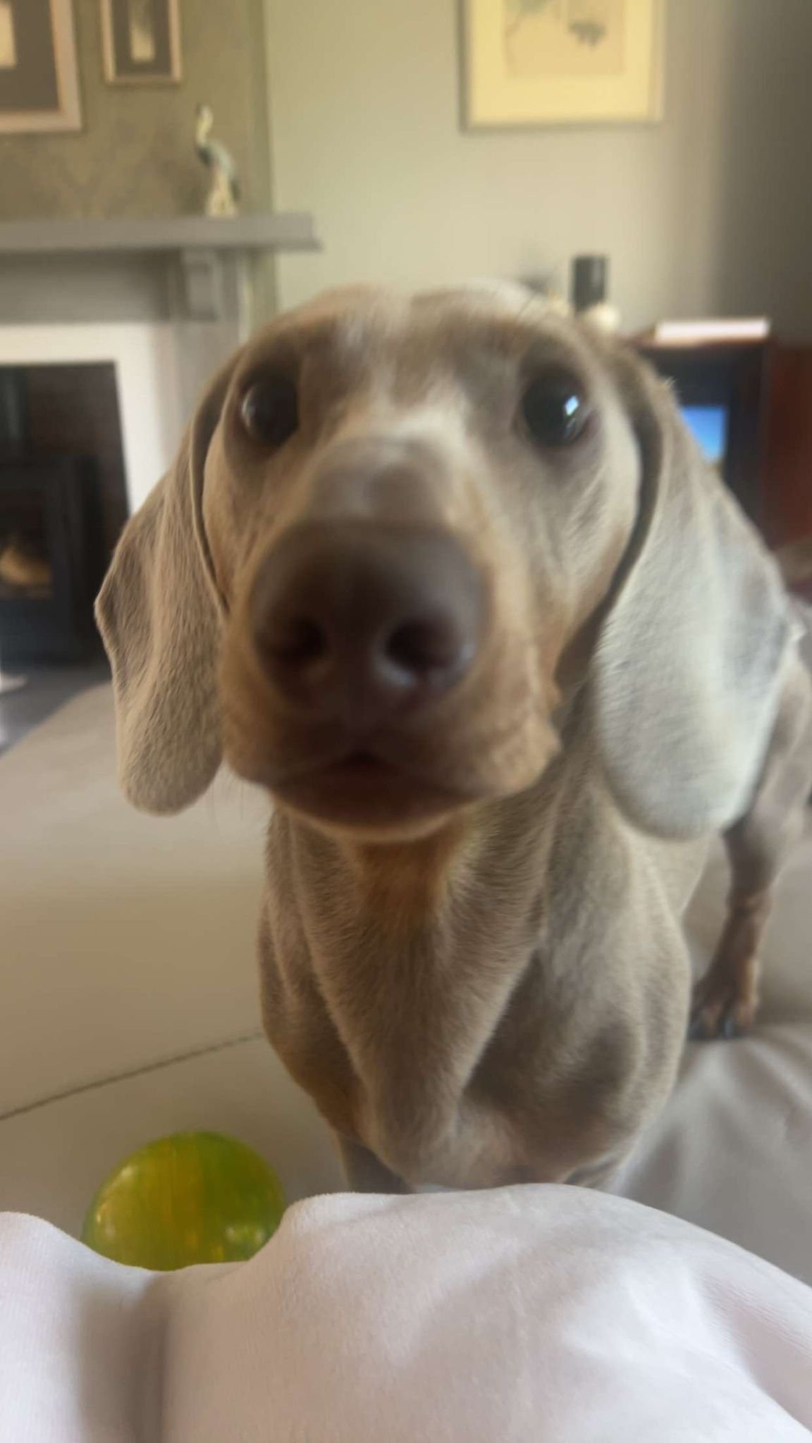 Lost: Pablo — Dachshund | Drone SAR for Lost Dogs UK