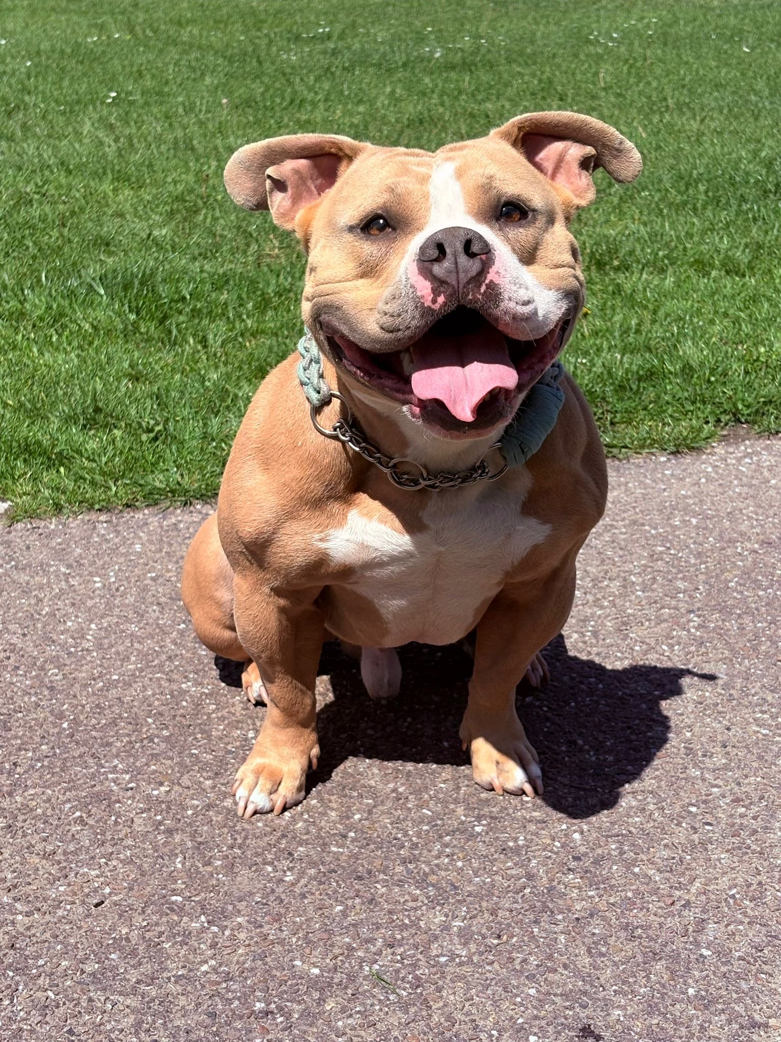 Lost: Kenzo — Pocket Bully | Drone SAR for Lost Dogs UK