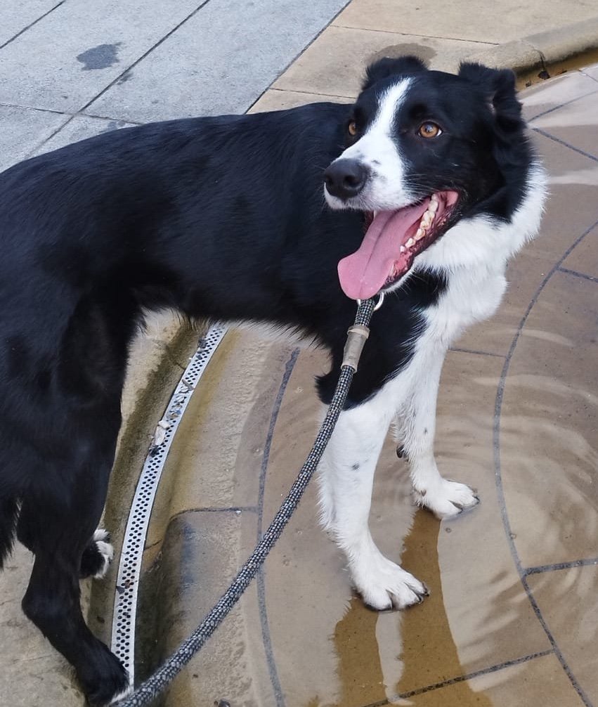 Lost: Fen — Border Collie | Drone SAR for Lost Dogs UK