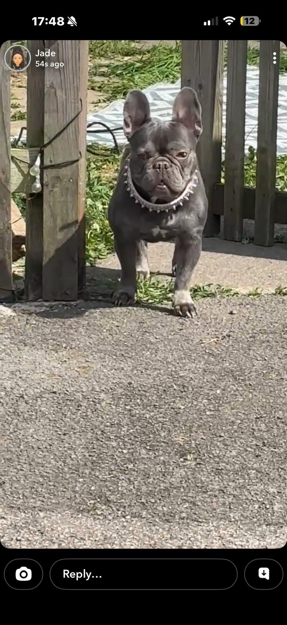 Reunited: Ocean — French Bulldog | Drone SAR for Lost Dogs UK