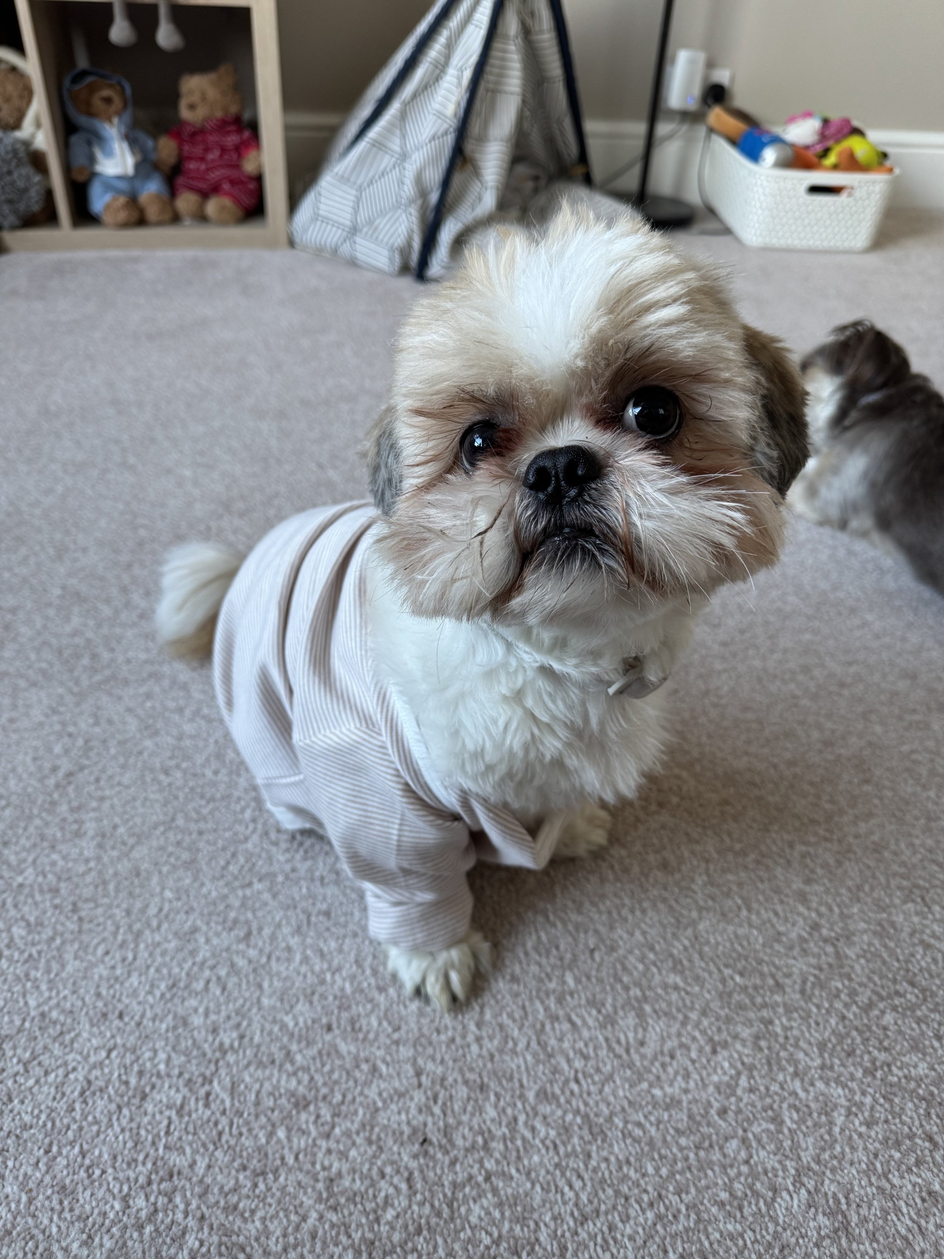 Lost: Bobbie — Shih Tzu | Drone SAR for Lost Dogs UK