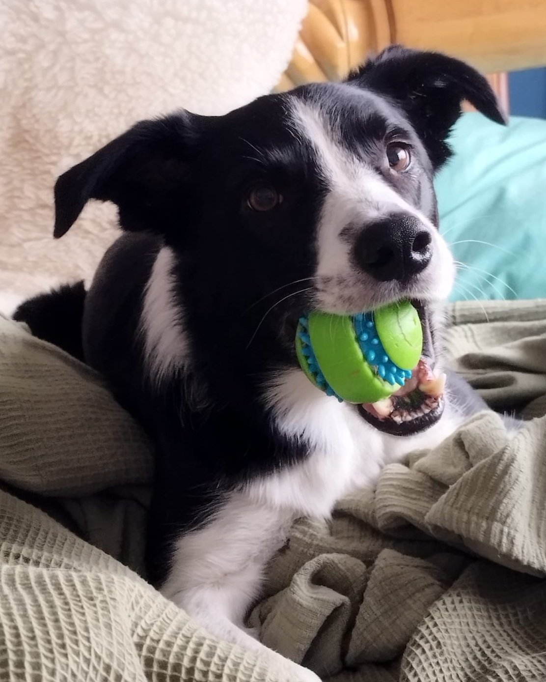 Lost: Fen — Border Collie | Drone SAR for Lost Dogs UK