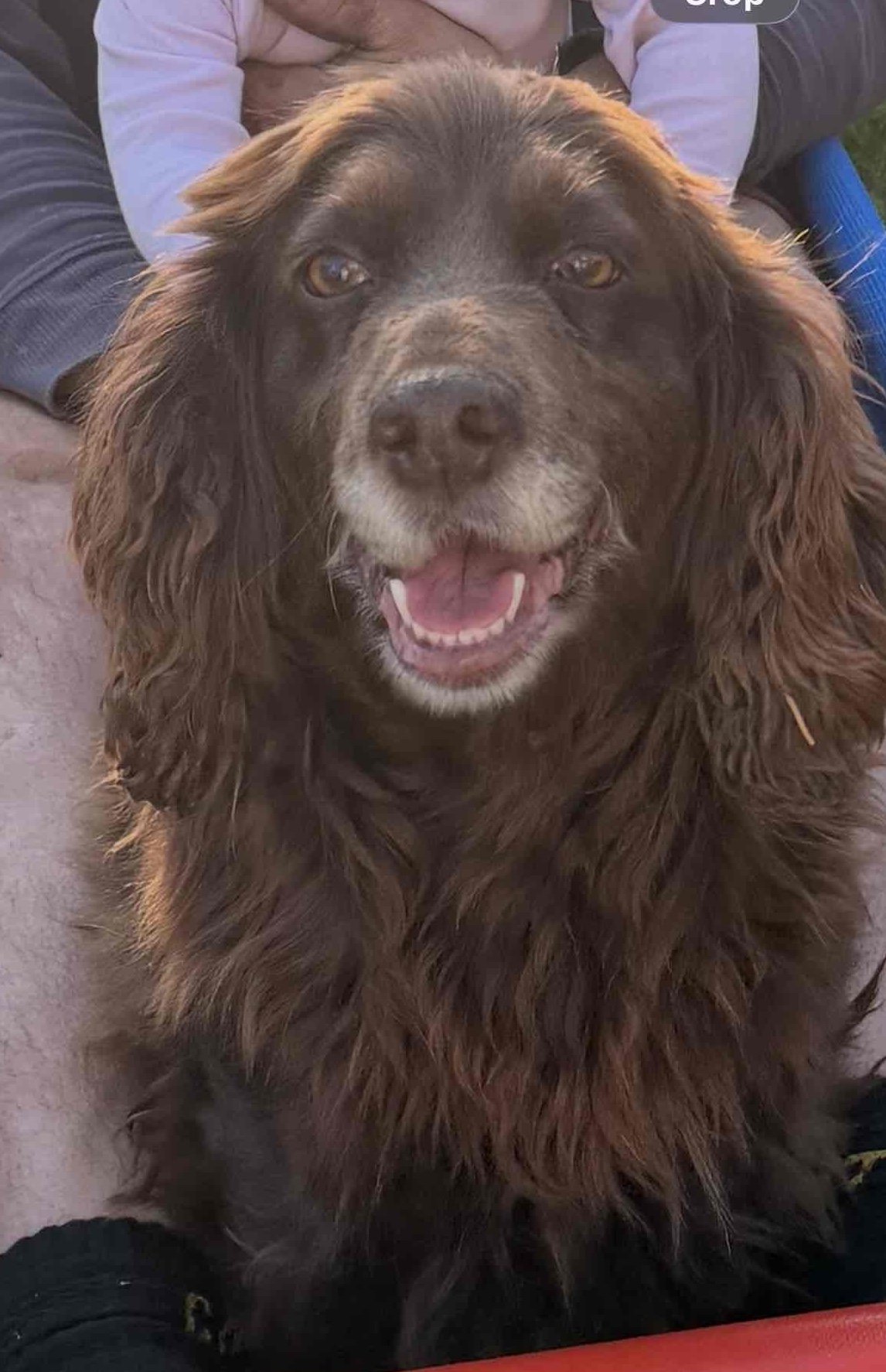Lost: Ginny — Cocker Spaniel | Drone SAR for Lost Dogs UK