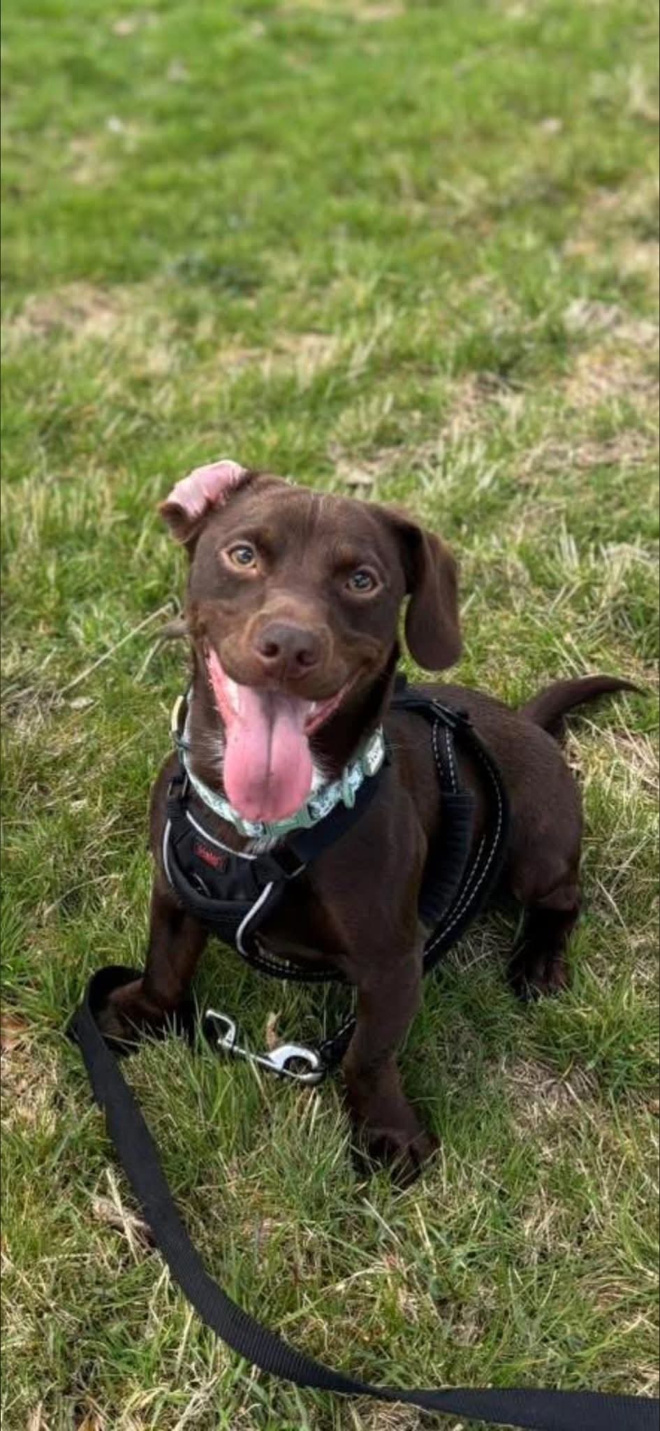 Lost: Chico — Mixed Breed | Drone SAR for Lost Dogs UK