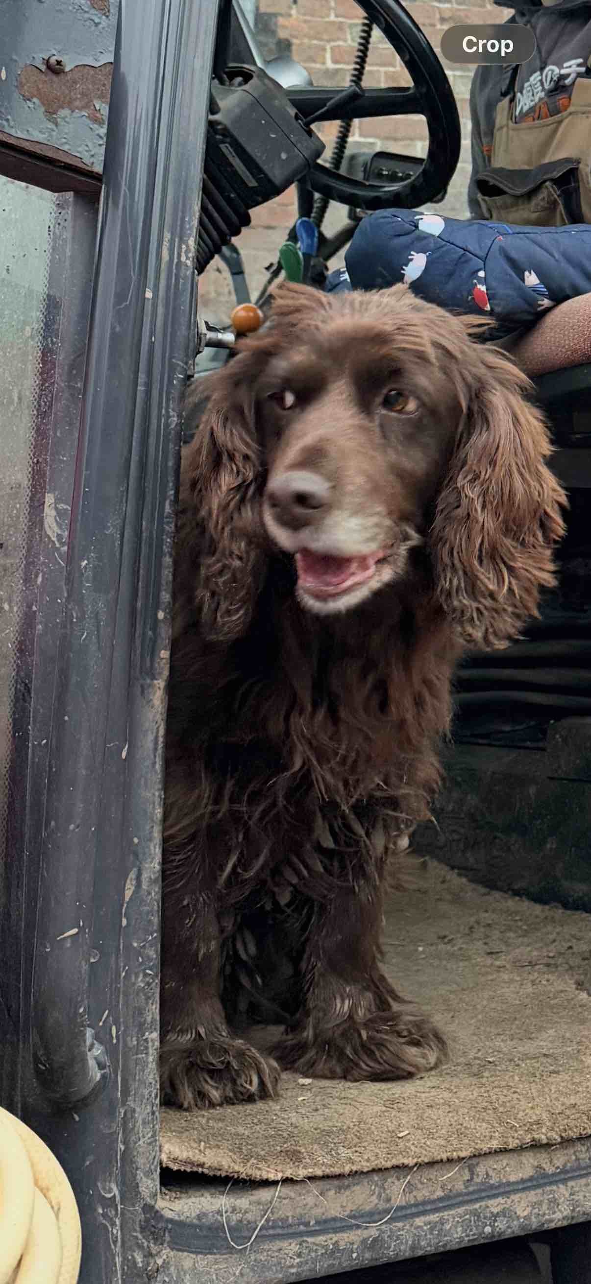 Lost: Ginny — Cocker Spaniel | Drone SAR for Lost Dogs UK