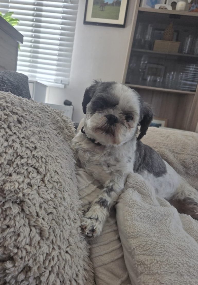 Lost: Cabbage — Shih Tzu | Drone SAR for Lost Dogs UK
