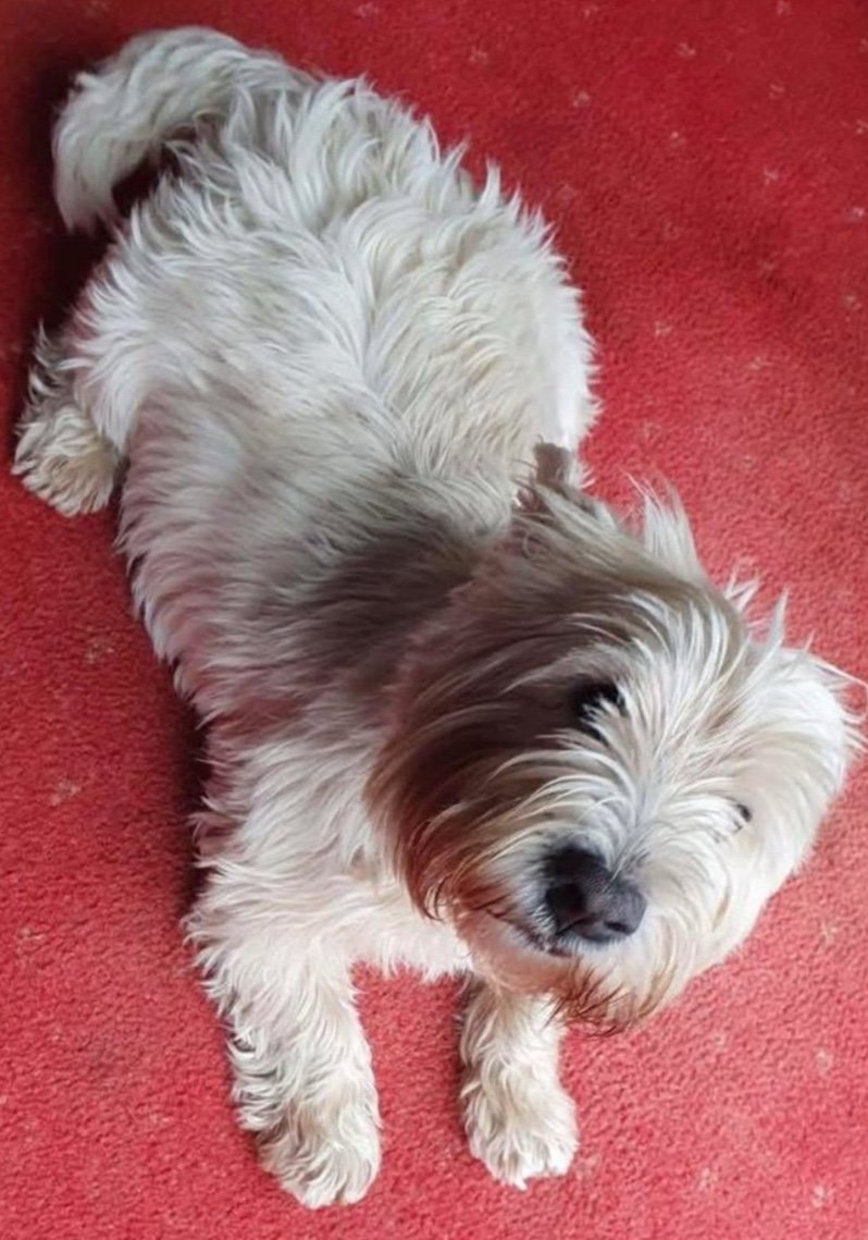 Lost: Henry — West Highland White Terrier | Drone SAR for Lost Dogs UK